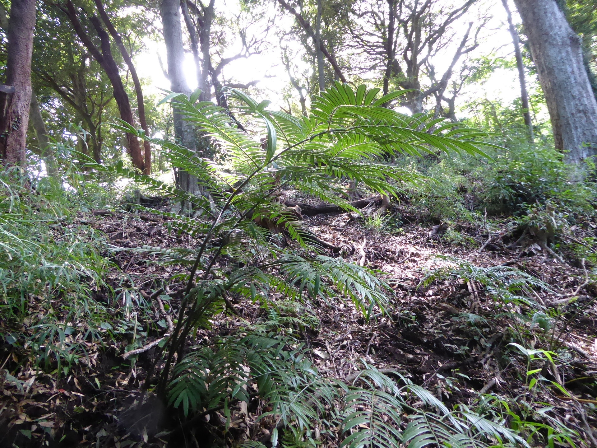 伊東市 イズカニコウモリ: のんハイ（のんびりハイク）